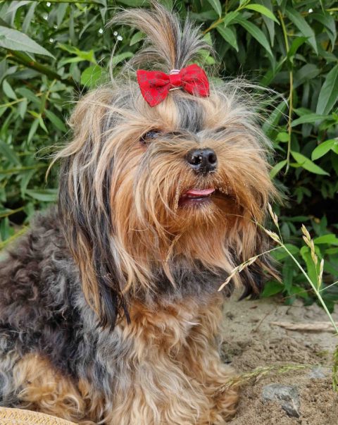 MyBolonka – Bolonka Zwetna Hundezucht